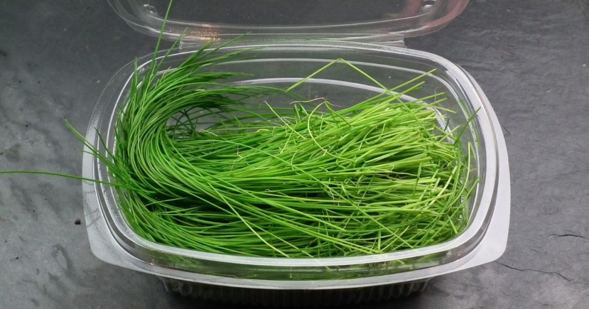 Garlic Chives Microgreens | Groobarb's Wild Farm