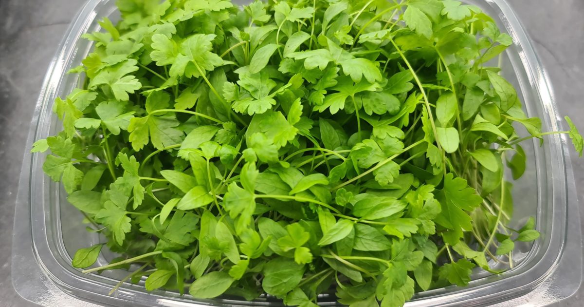 Parsley Microgreens | Groobarb's Wild Farm