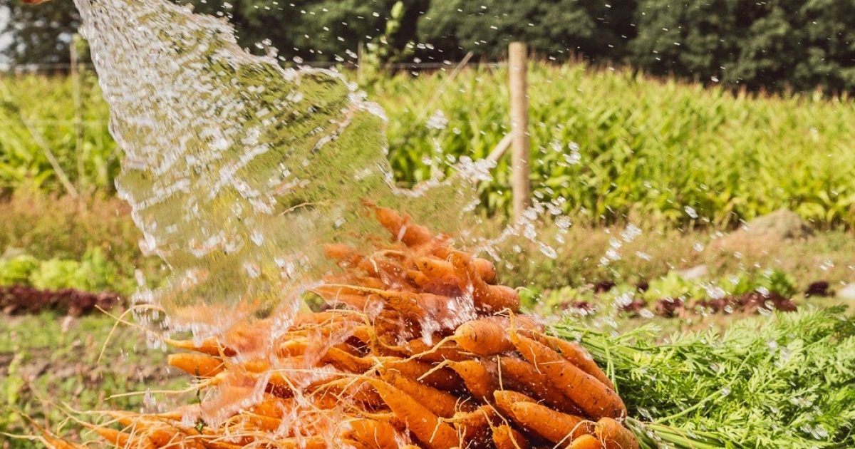 Washing your veg without Chemicals | Groobarb's Wild Farm
