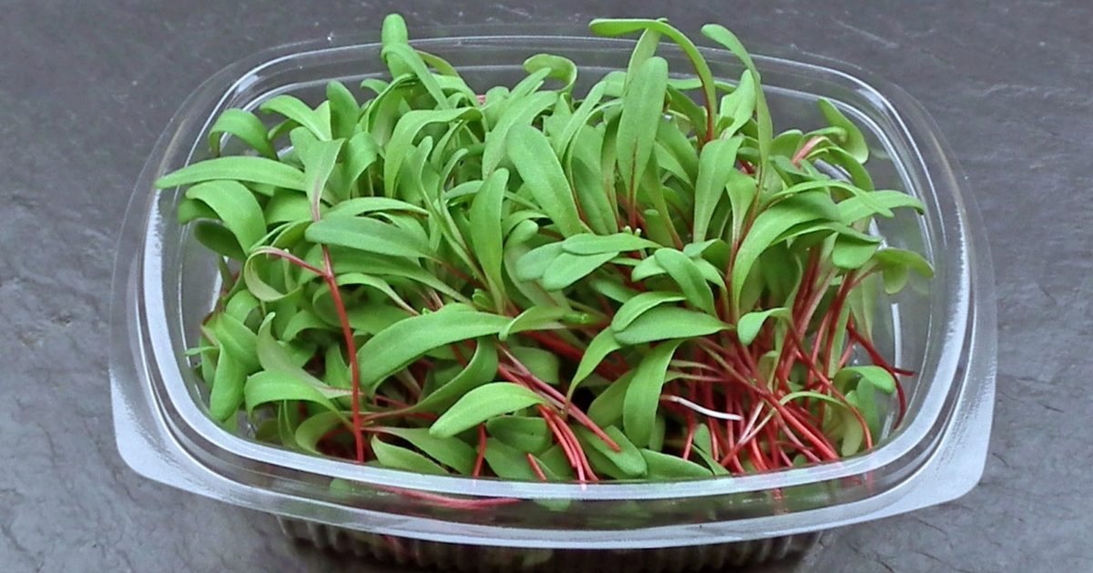 Swiss Chard Microgreens | Groobarb's Wild Farm