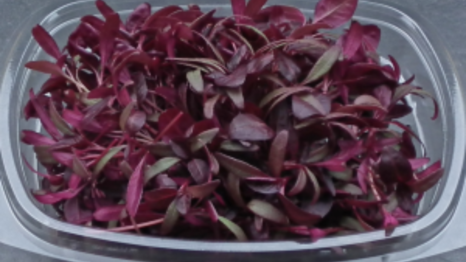 Red Amaranth Microherb | Groobarb's Wild Farm
