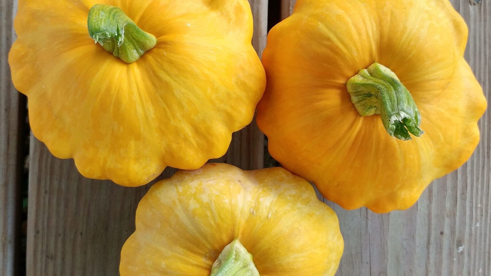 Baked Patti Pan with Cheddar Cheese Sauce | Groobarb's Wild Farm