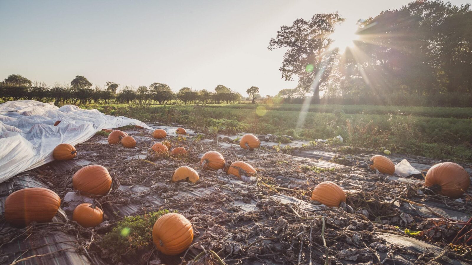 Roasted Pumpkin Soup | Groobarb's Wild Farm