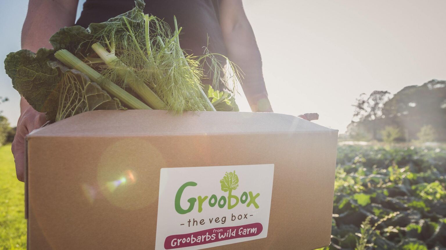 Salad Box | Groobarb's Wild Farm