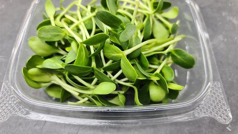 Sunflower Shoots | Groobarb's Wild Farm